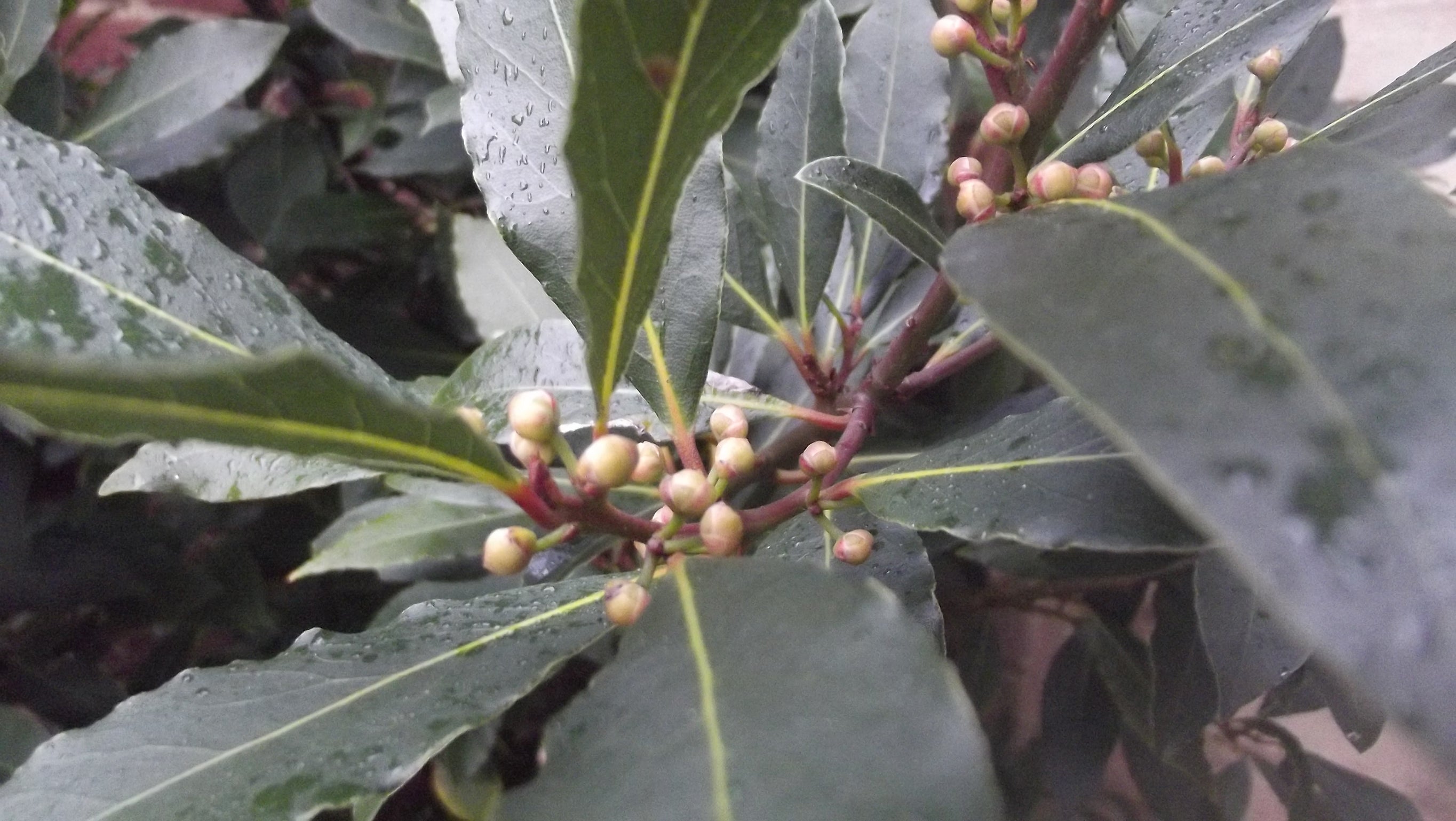 A guide to Bay Trees | Herb Journal | Herbal Haven