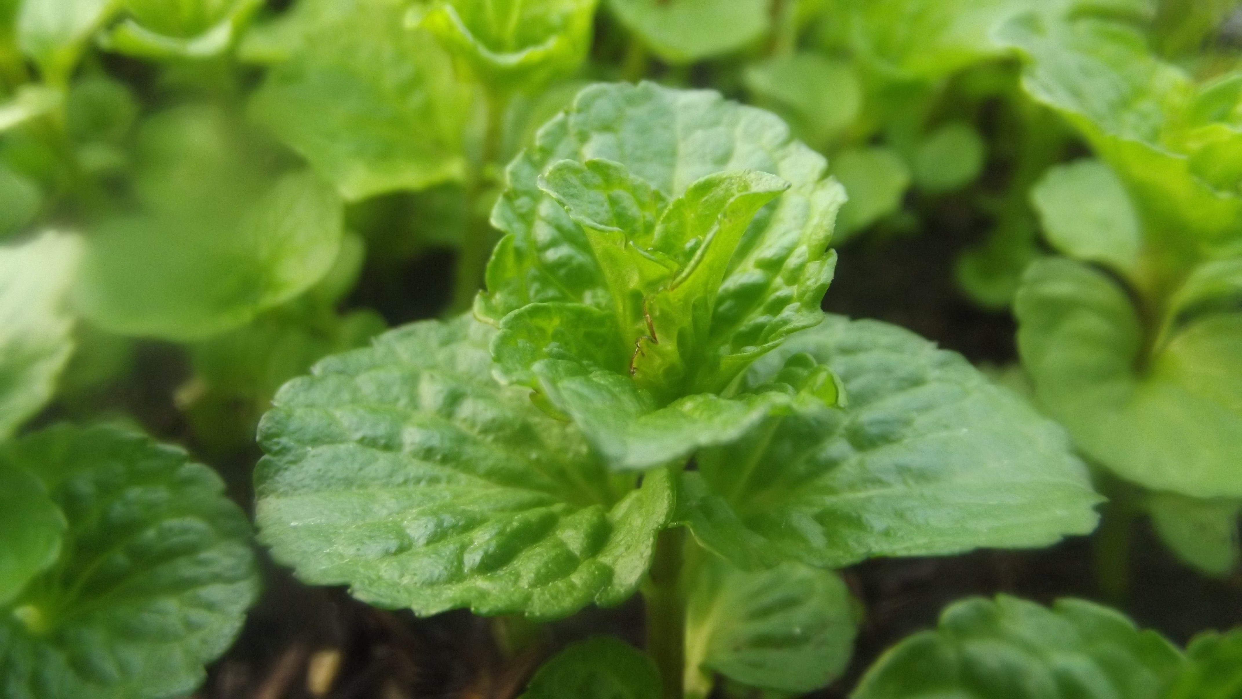 Buy Mint Plants | 20+ Herb Varieties | Herbal Haven