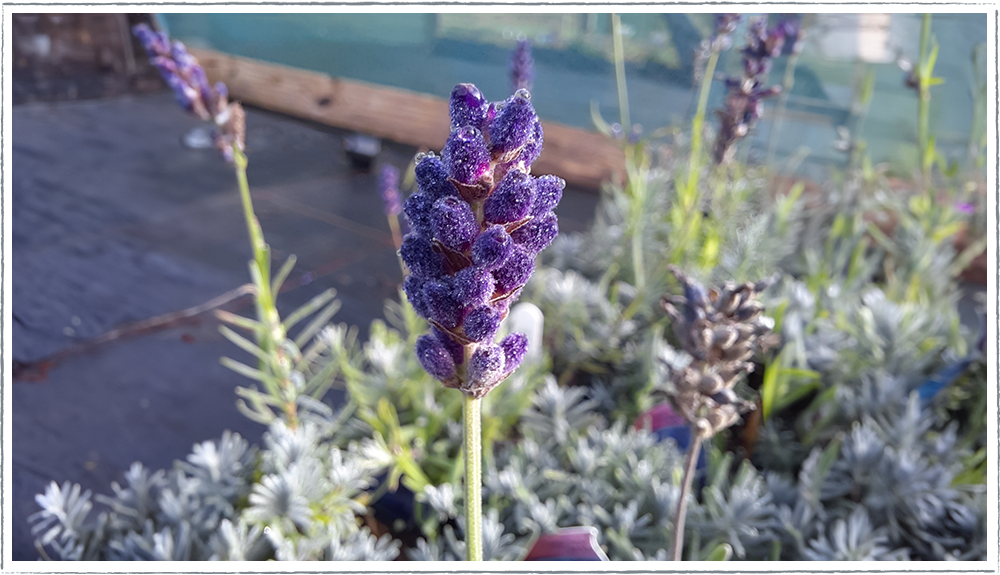 Buy Bee Zee blue lavender plants online from £3.40 I Herbal Haven