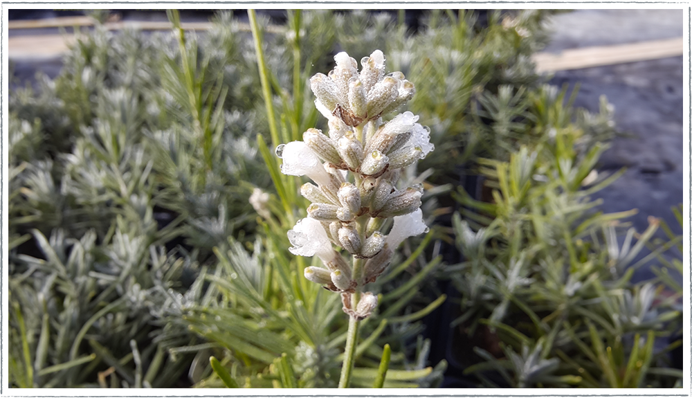 Buy Bee Zee white lavender plants online from £2.80 I HerbalHaven