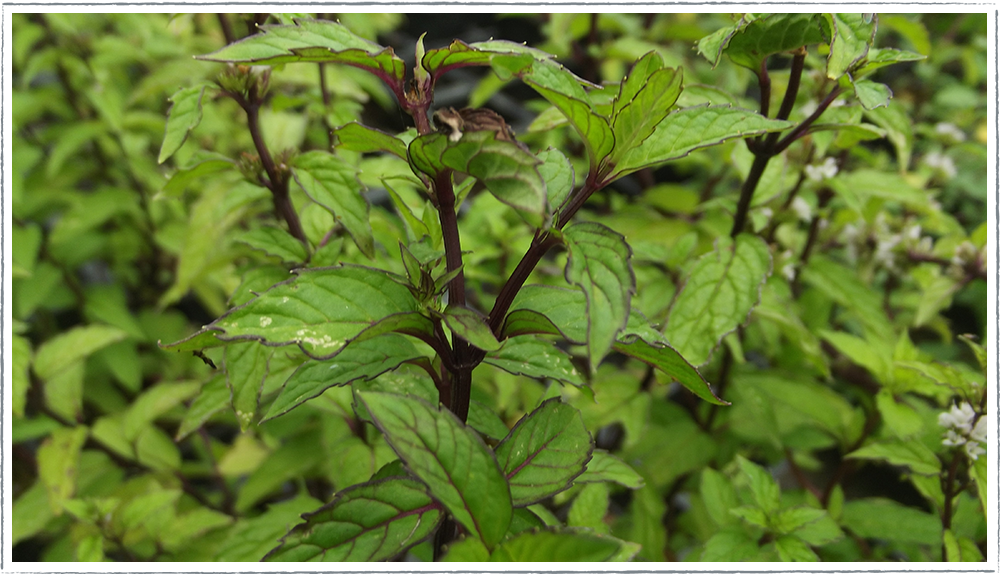 Buy Thai Mint Plants Online From £3.40 I Herbal Haven