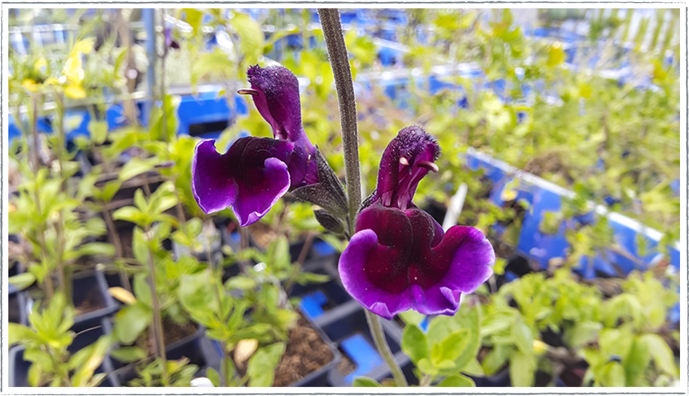 Salvia - Blackberry Ripple - Buy salvia Blackberry Ripple online from £ ...