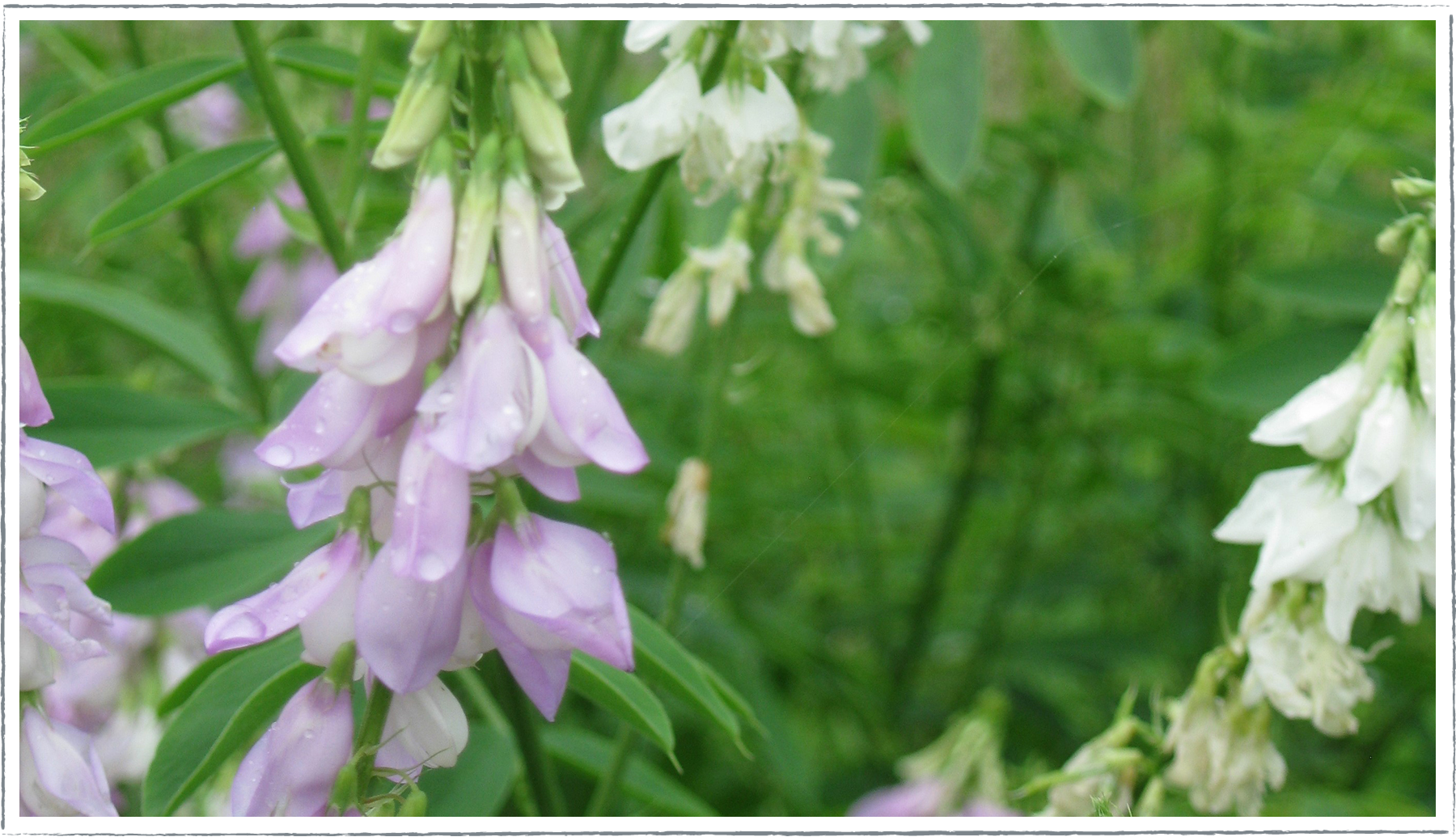 Buy Goats Rue Plants Online from £3.30 | HerbalHaven