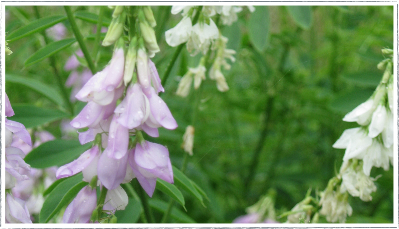 Buy Goats Rue Plants Online from £3.30 | HerbalHaven