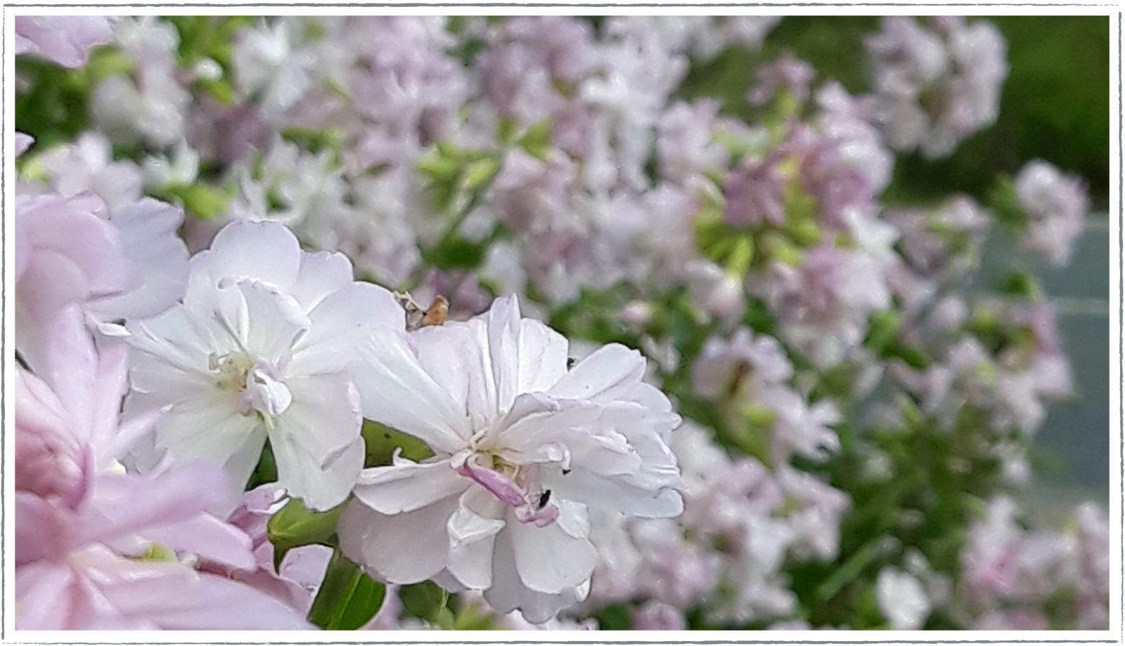 Buy Soapwort Plants Online from £3.40 | HerbalHaven