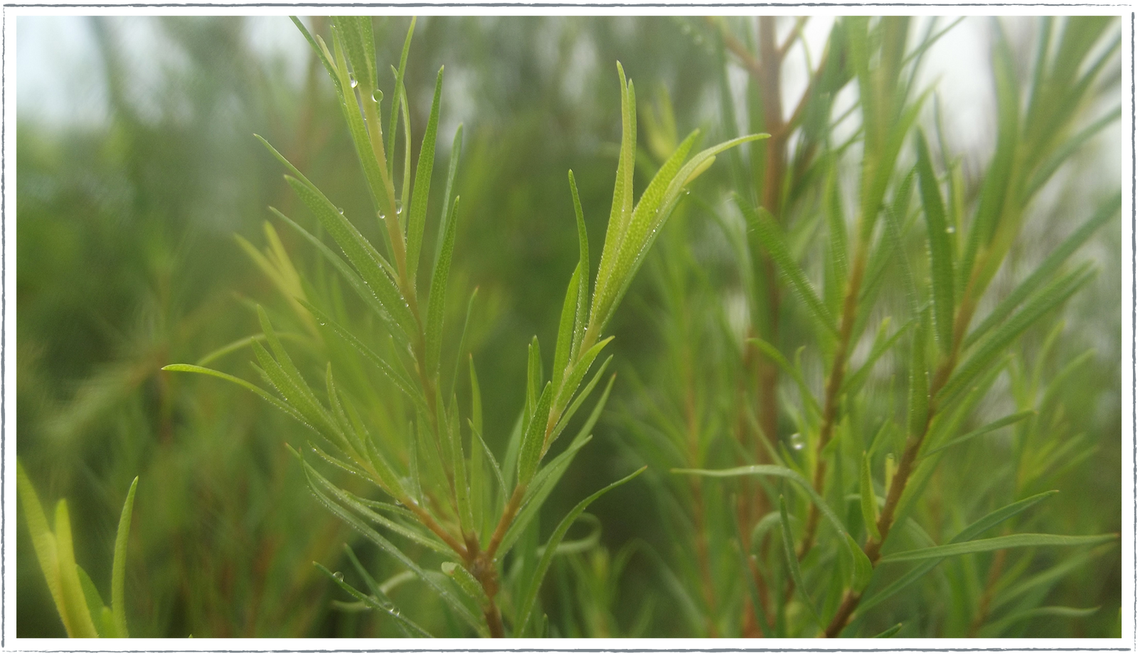 Buy Tea Tree Plants Online from £4.00 | HerbalHaven