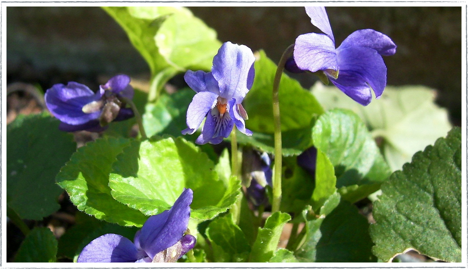 Buy Sweet Violet Plants Online from £3.40 | HerbalHaven